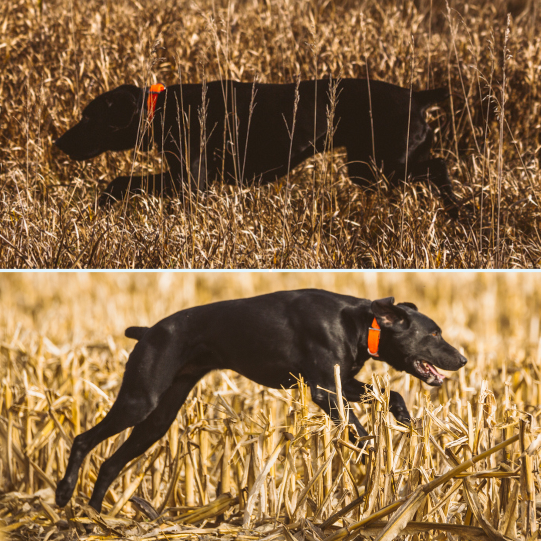 STB BEEPER COLLAR – Dogtra.com
