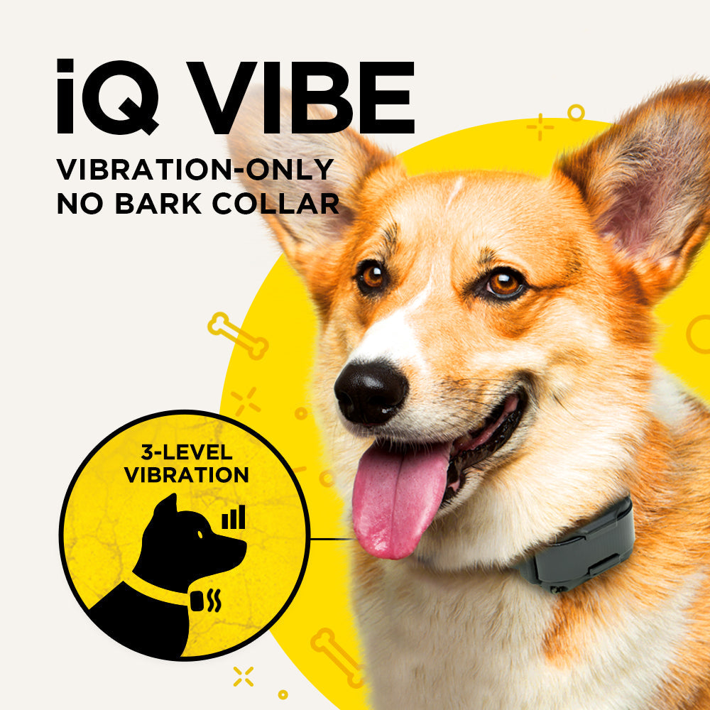 iQ VIBE – Dogtra.com